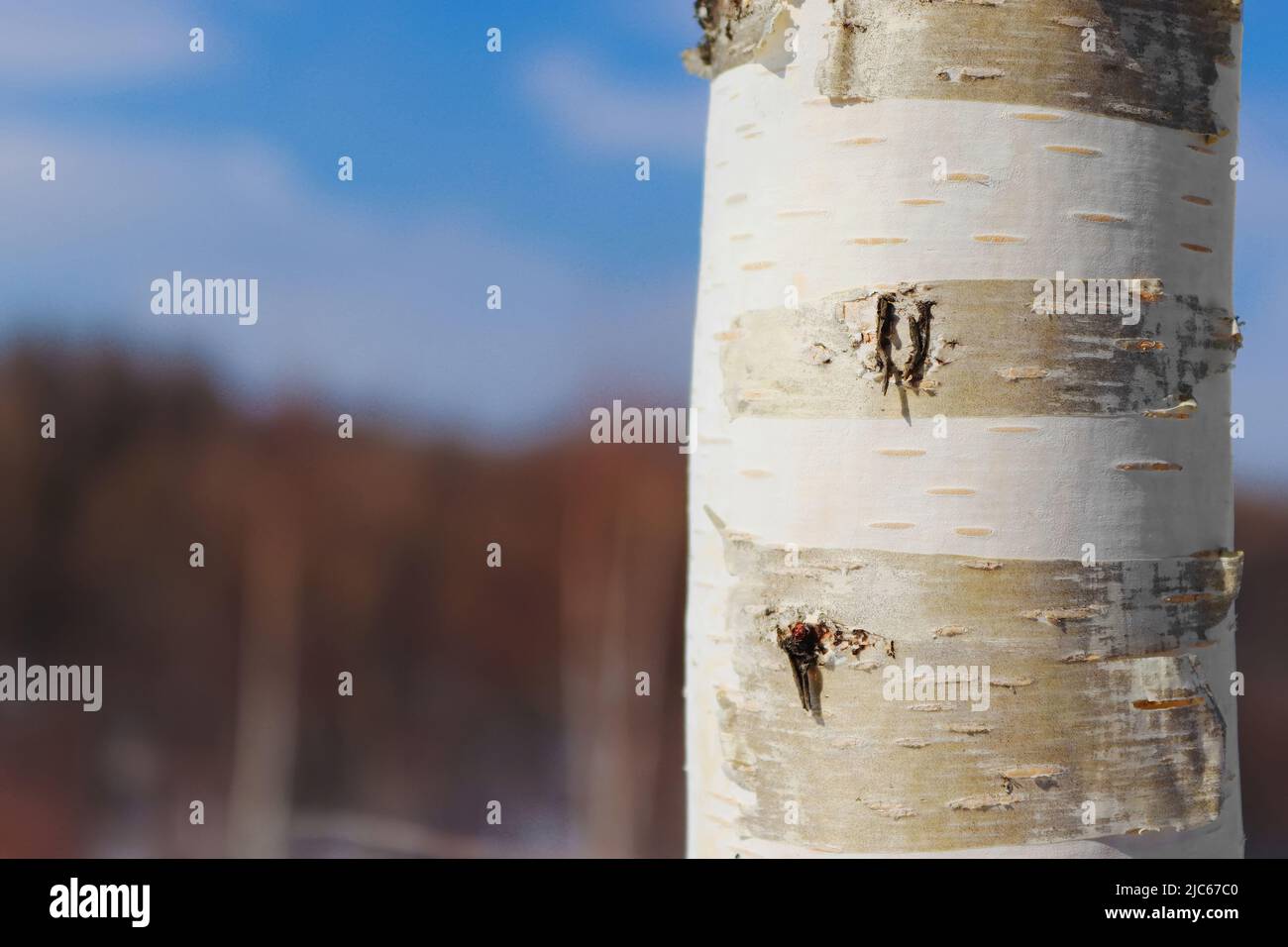 Birch tree trunk (foreground) and forest as background Stock Photo - Alamy