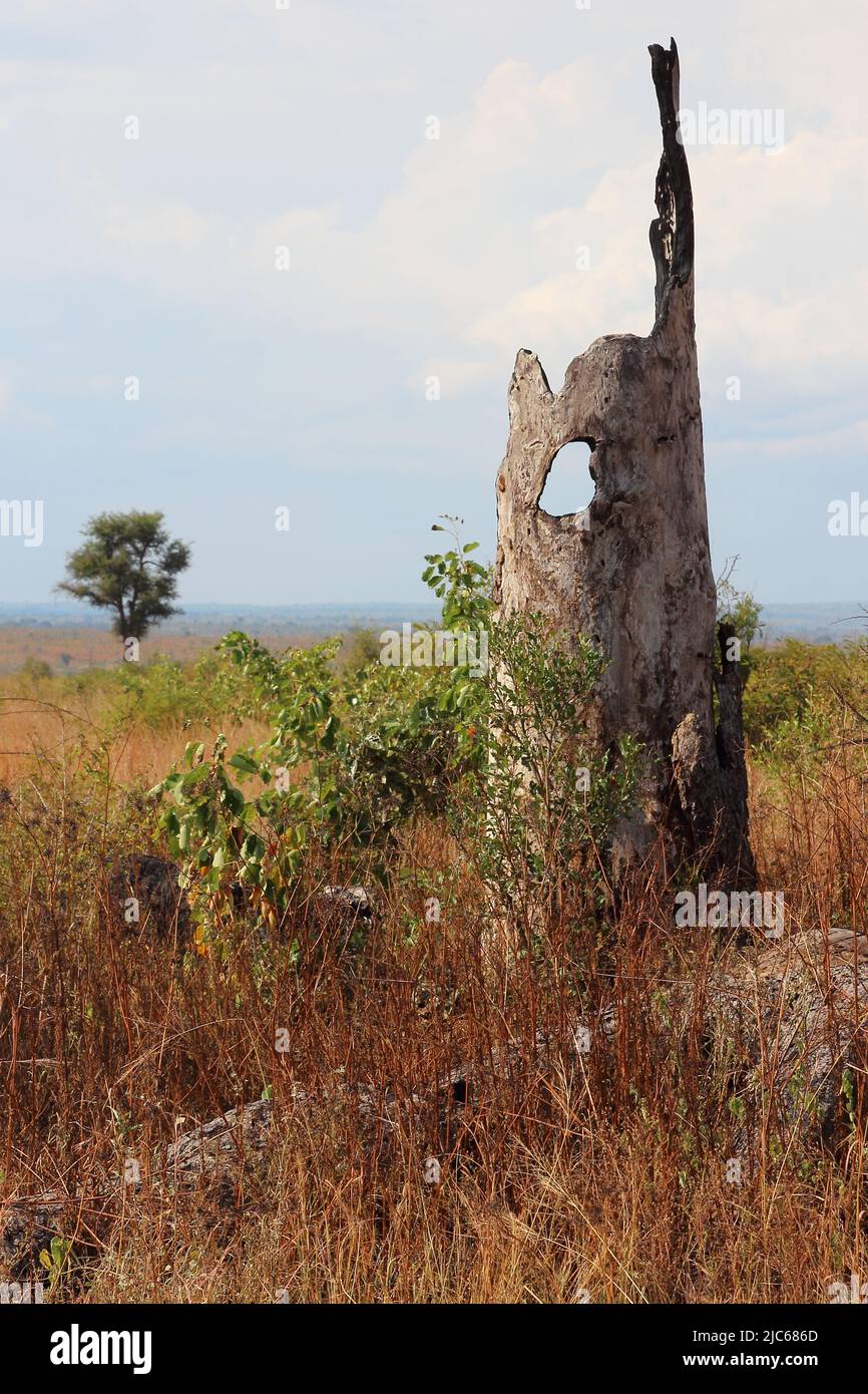 Afrikanischer Busch / African Bush Stock Photo - Alamy