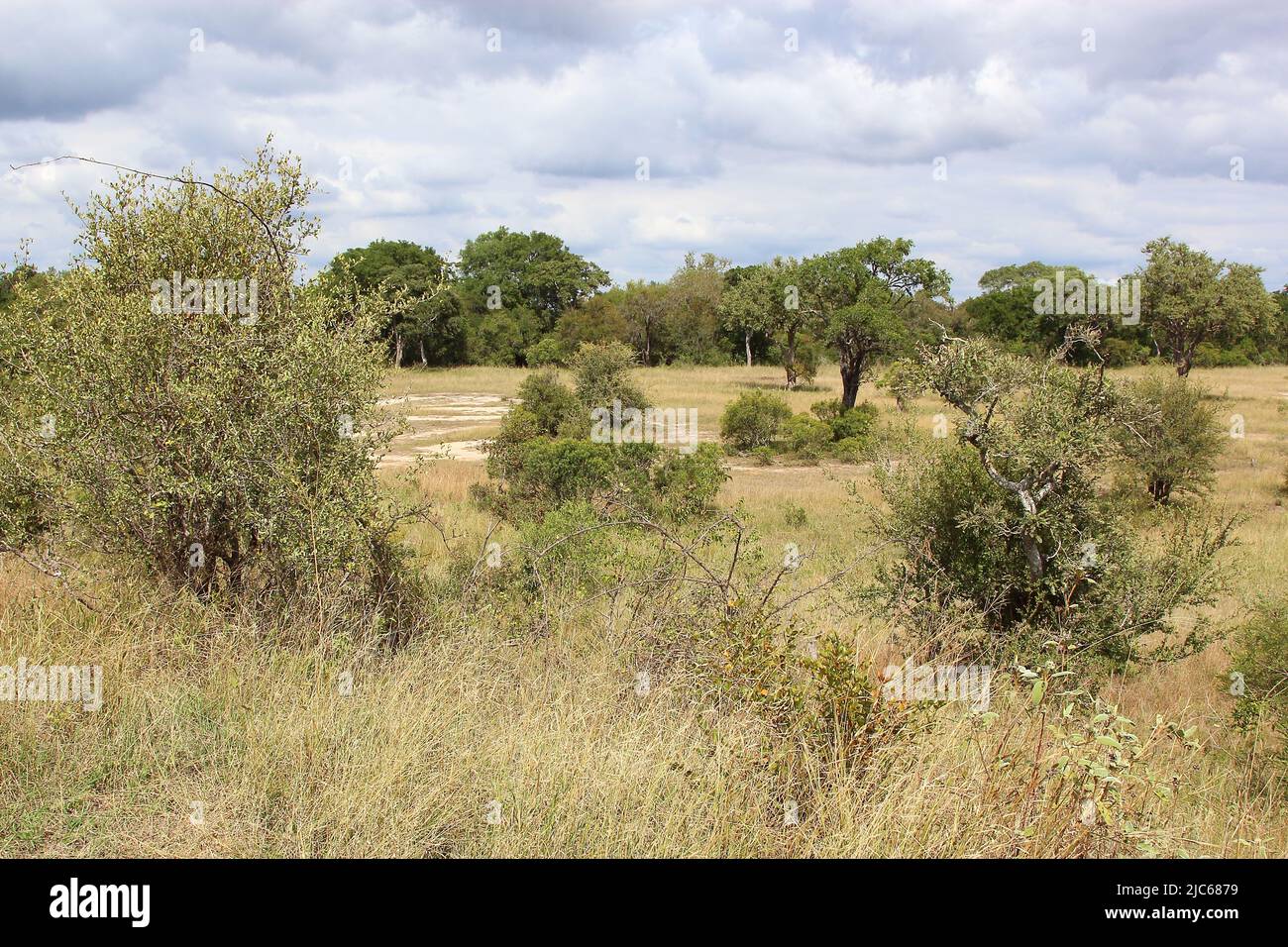 Afrikanischer Busch / African Bush Stock Photo - Alamy