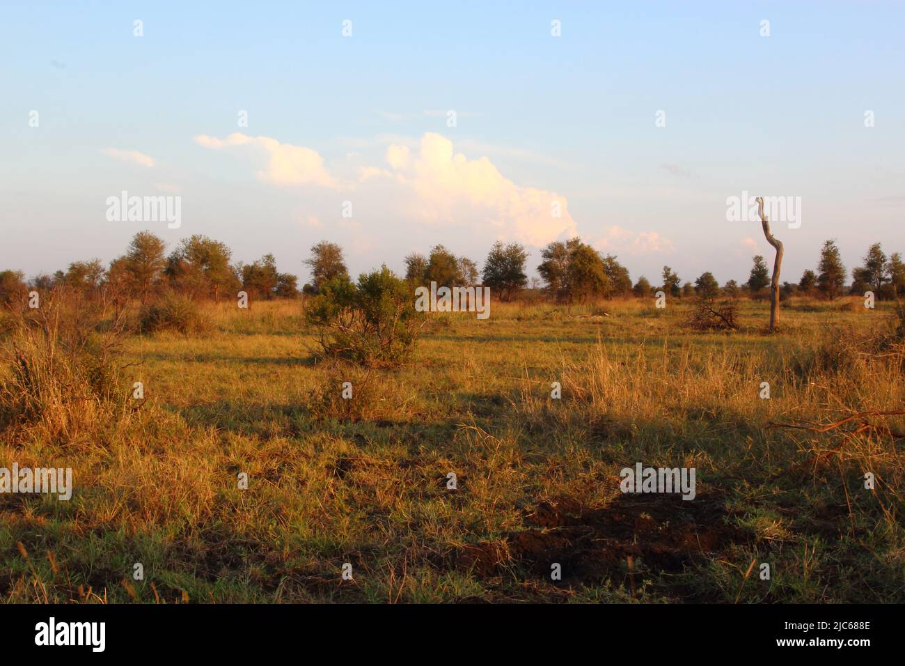 Afrikanischer Busch / African Bush Stock Photo - Alamy