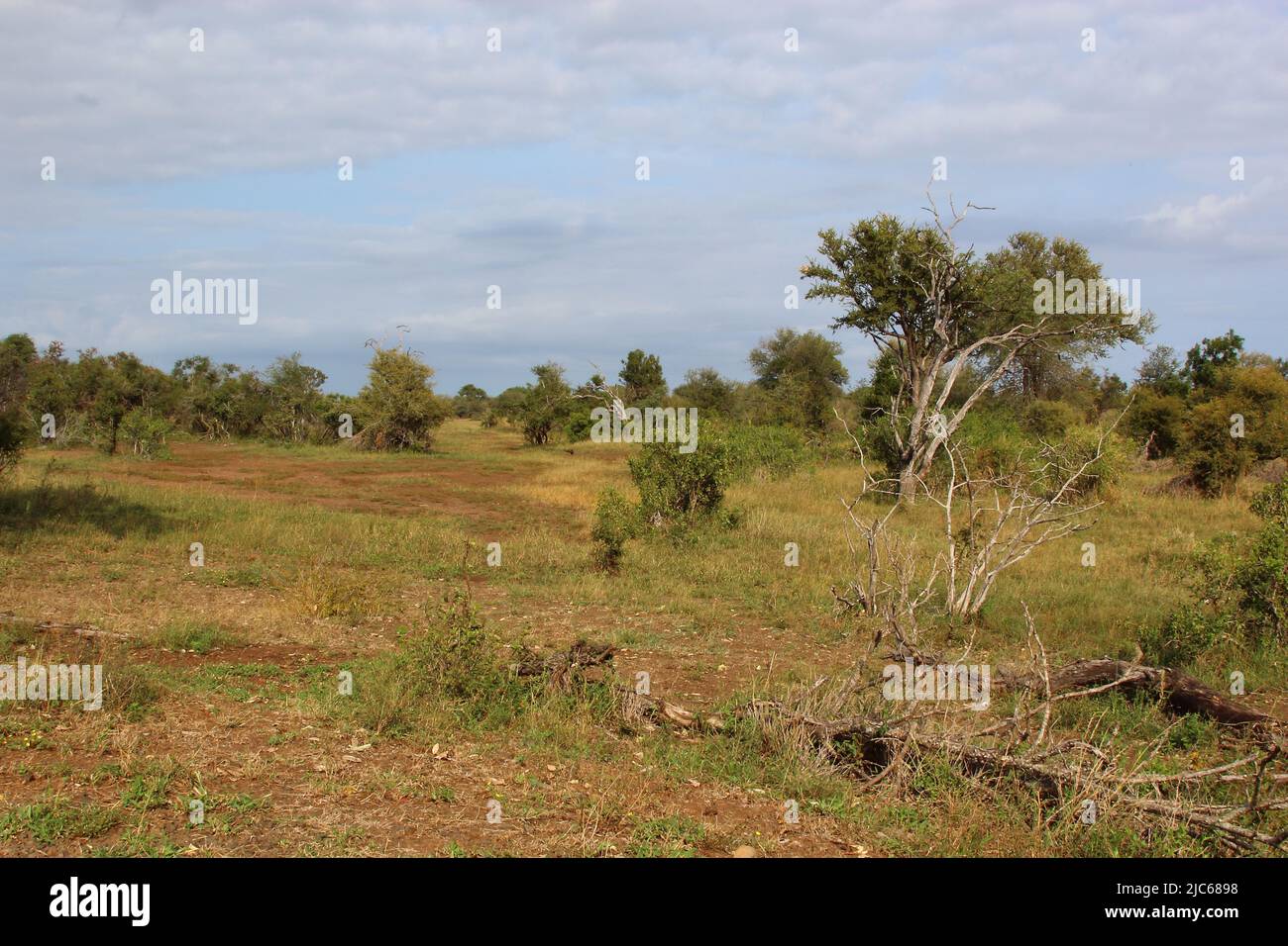 Afrikanischer Busch / African Bush Stock Photo - Alamy