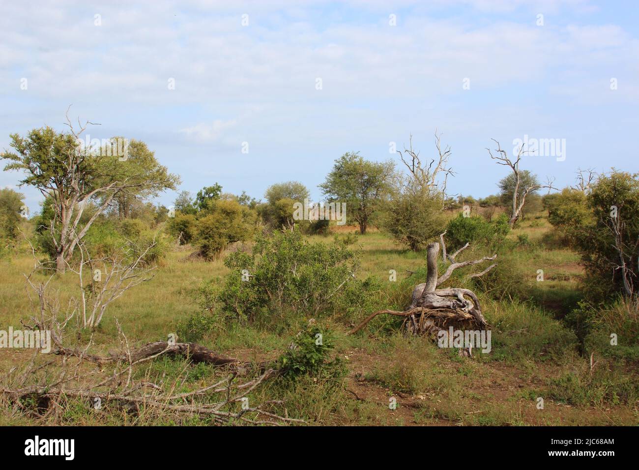 Afrikanischer busch hi-res stock photography and images - Alamy