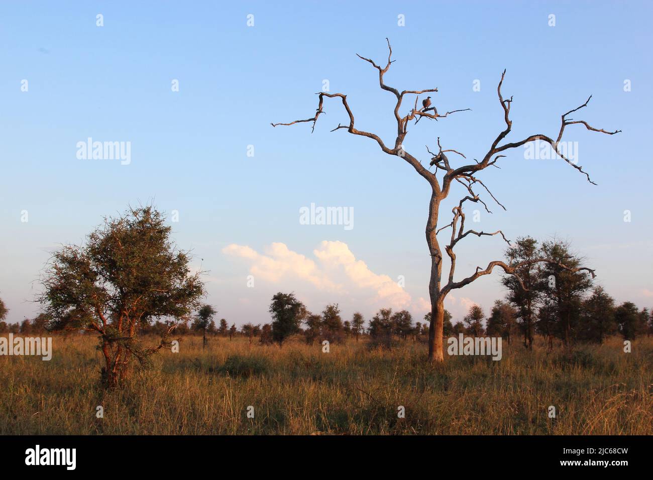 Afrikanischer Busch / African Bush Stock Photo - Alamy