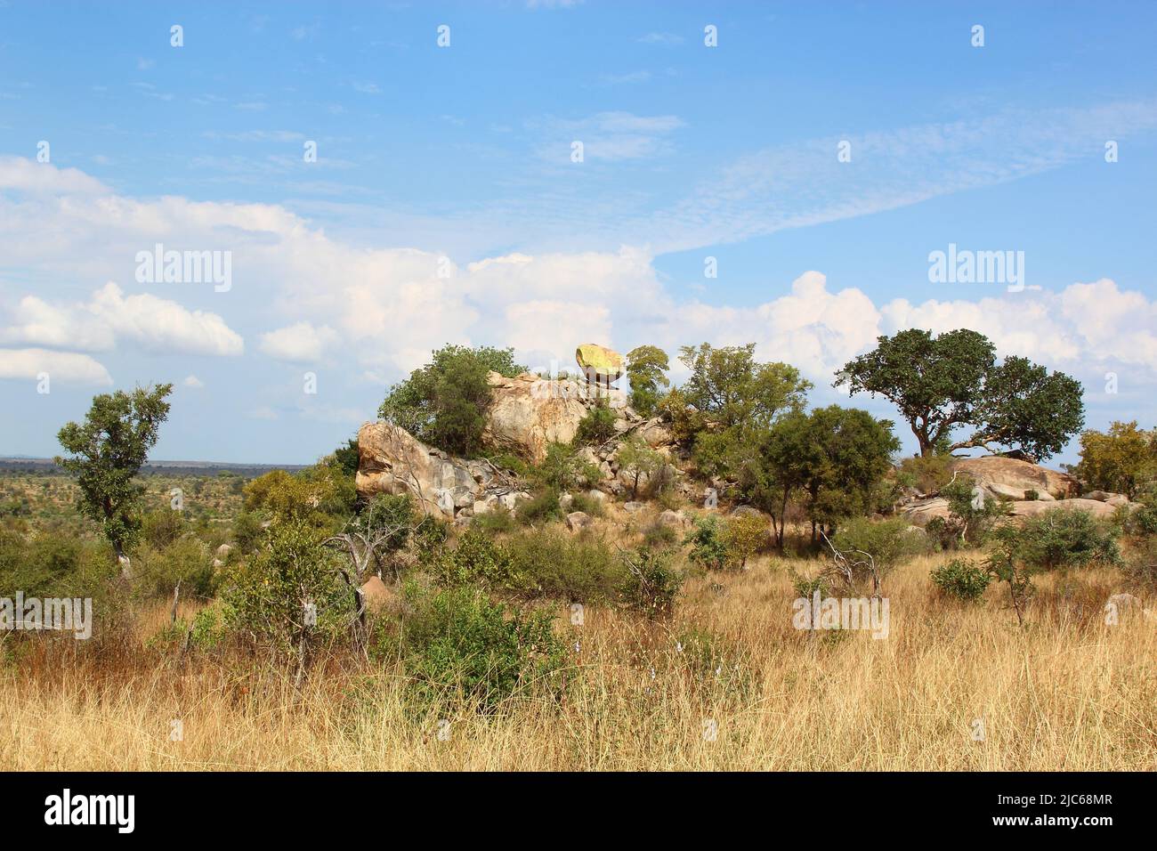 Afrikanischer Busch / African Bush Stock Photo - Alamy