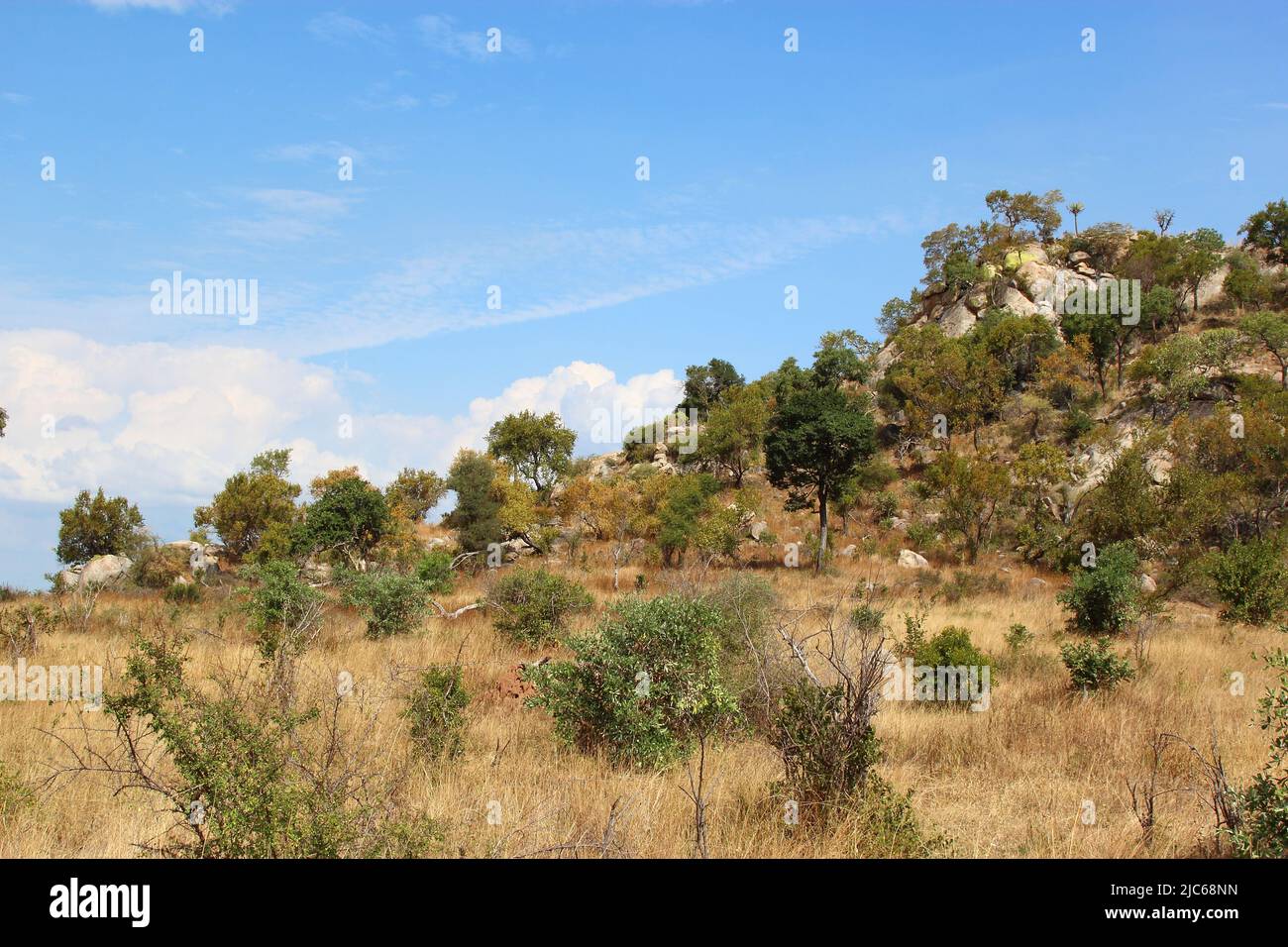 Afrikanischer Busch / African Bush Stock Photo - Alamy