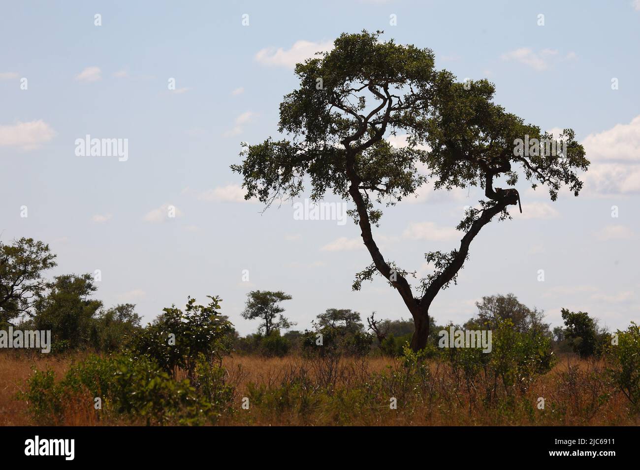Afrikanischer Busch / African Bush Stock Photo - Alamy