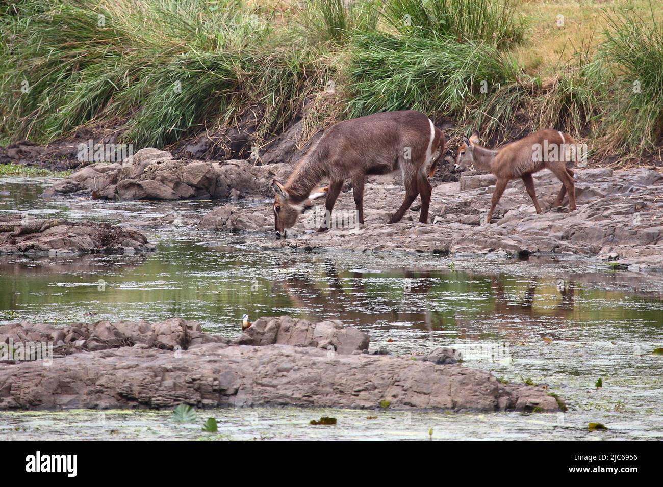 Wasserbock am Gudzani River / Waterbuck at Gudzani River / Kobus ...