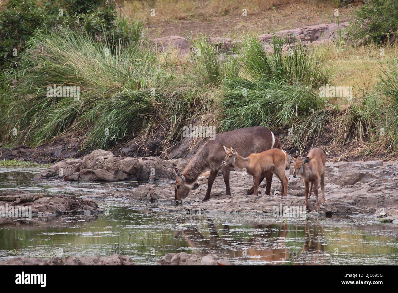 Wasserbock am Gudzani River / Waterbuck at Gudzani River / Kobus ...