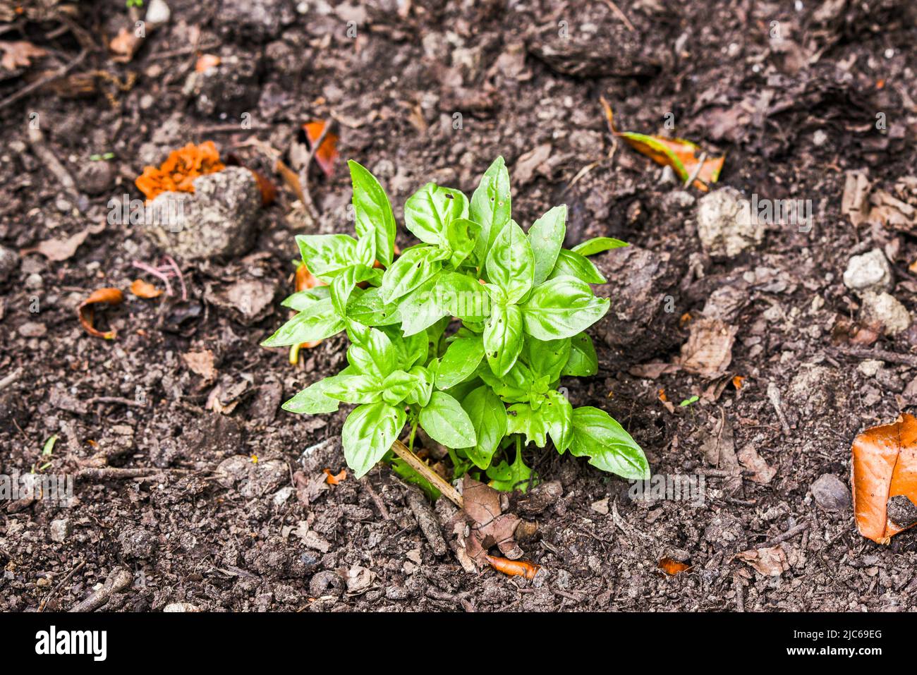 Basil seedling hi-res stock photography and images - Alamy