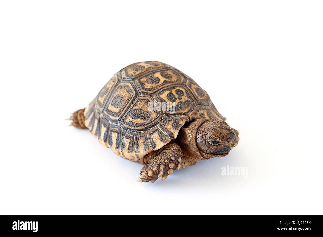 Baby leopard tortoise Stock Photo - Alamy