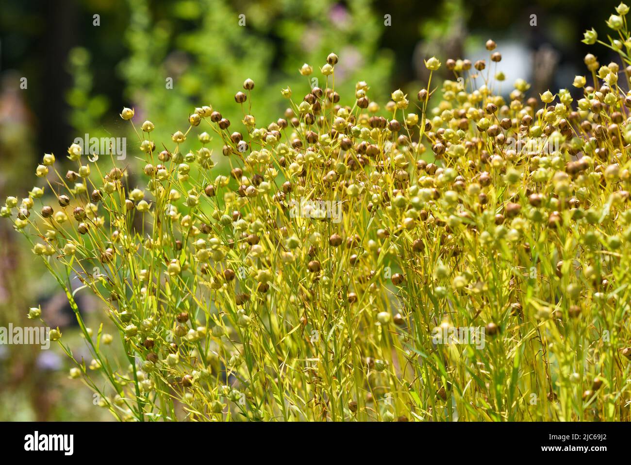 Linum usitatissimum in flower hi-res stock photography and images - Alamy