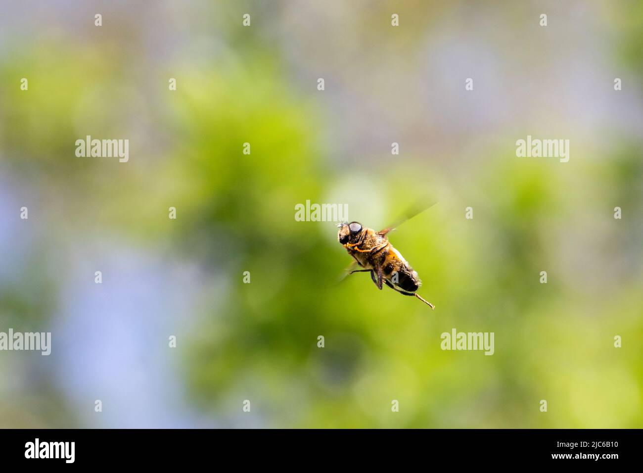 A portrait from below of an eristalis tenax or common drone fly ...