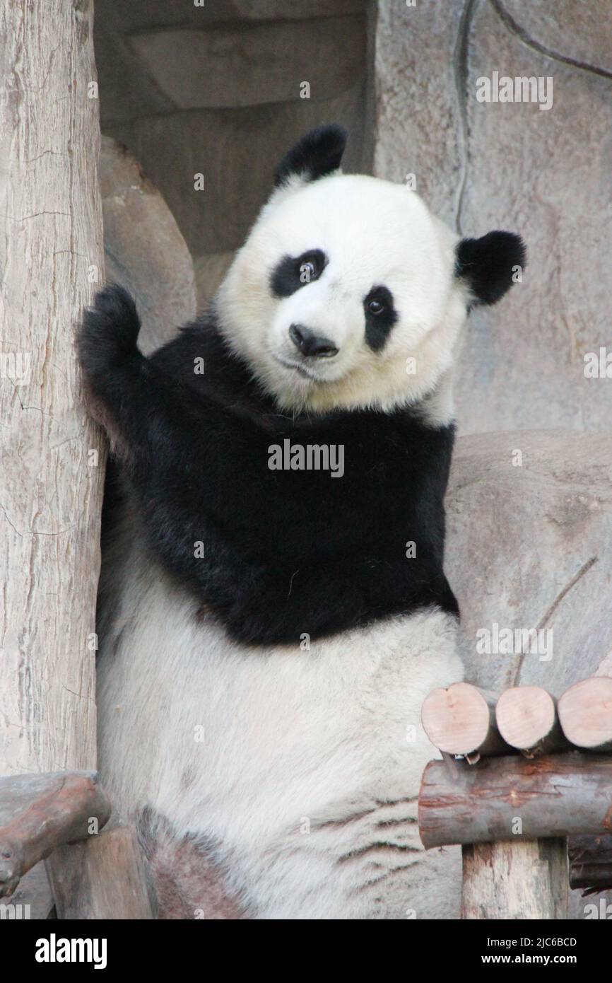 panda in a zoo in chiang mai (thailand Stock Photo - Alamy