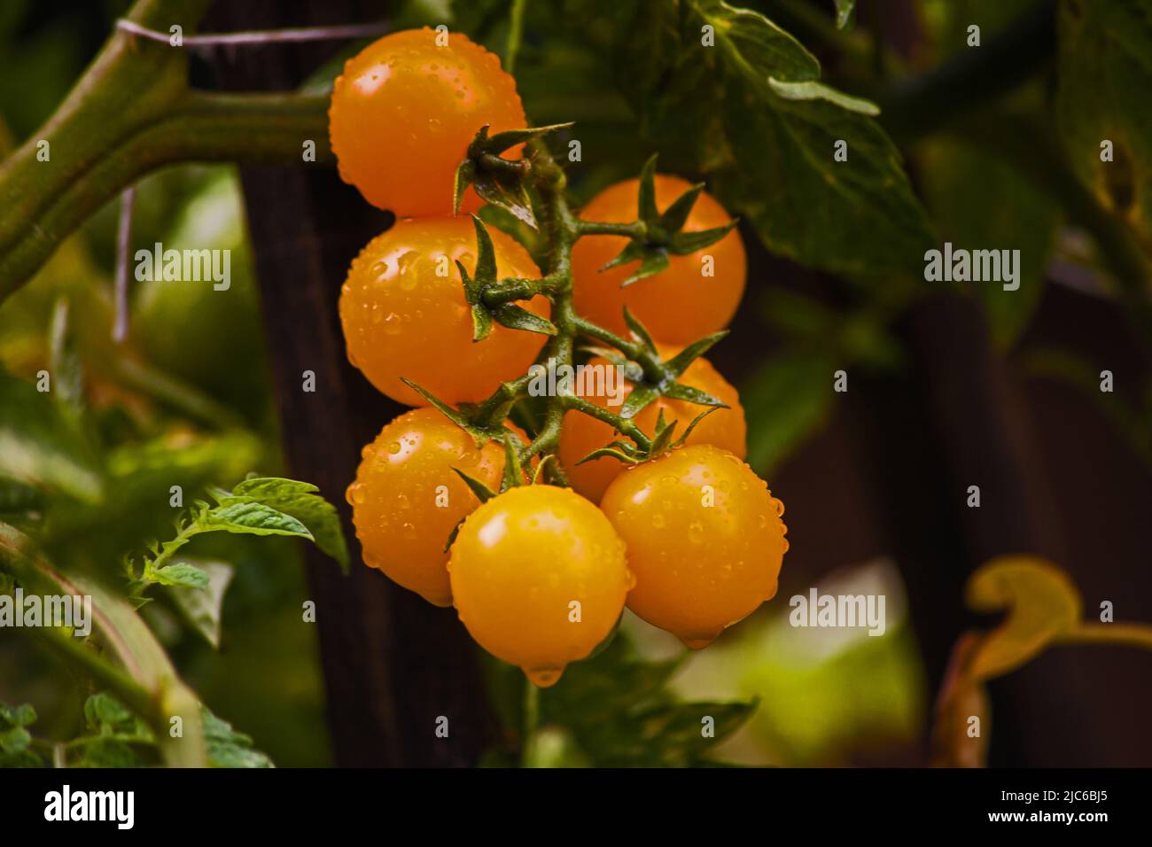 Fresh yellow tomatoes on the stem Stock Photo - Alamy