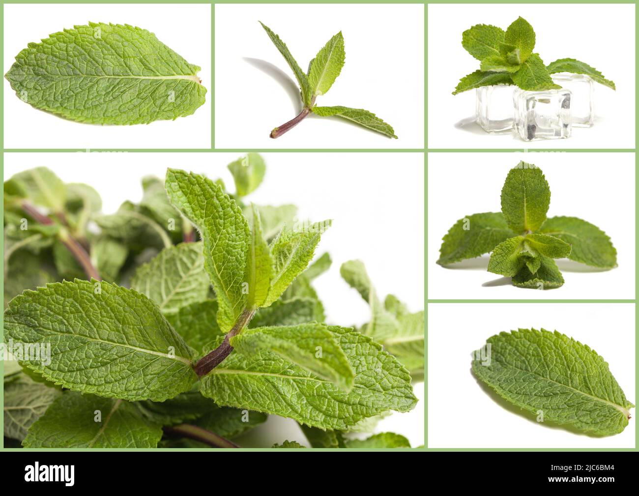 Collage with Mint leaf. Ice cubes and fresh mint leaves, isolated on ...