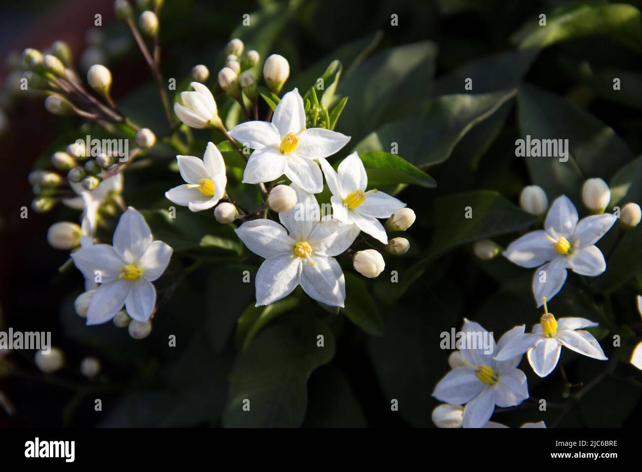 White nightshade with a ray of sunlight on them. The flowers have white ...