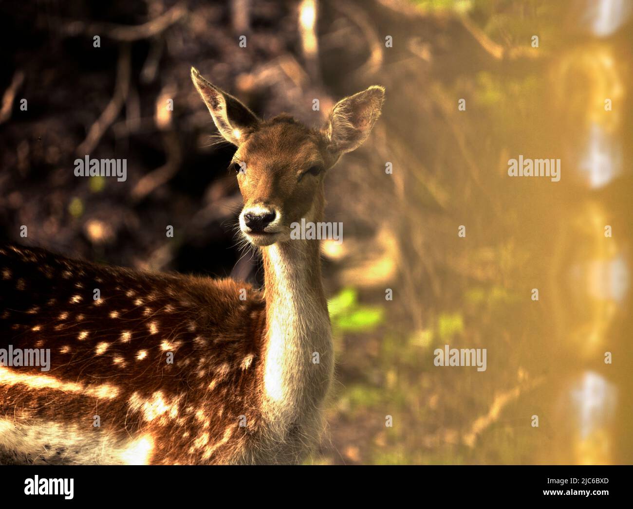 Dam deer hi-res stock photography and images - Alamy