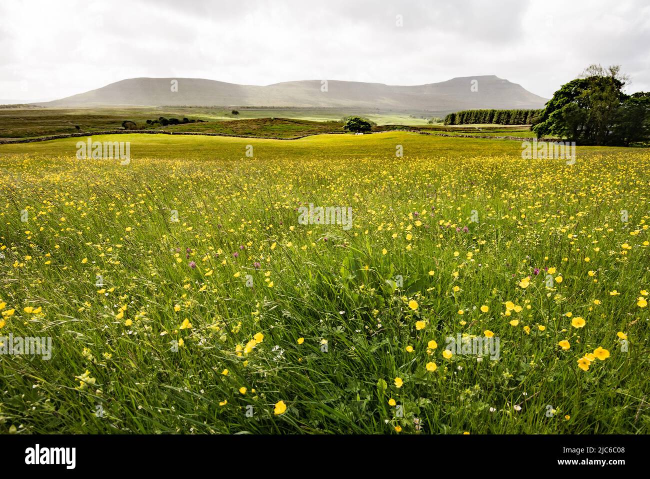 A profile of Ingleborough from a meadownear Broadrake that is rich in ...