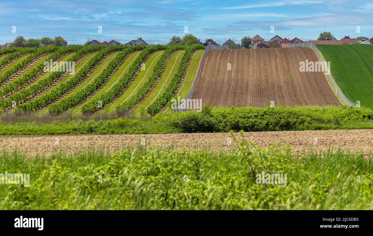 Crops Field at Hill Sunny Spring Day Agriculture Stock Photo - Alamy