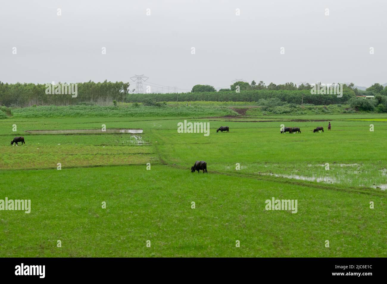 Bull eating grass hi-res stock photography and images - Alamy