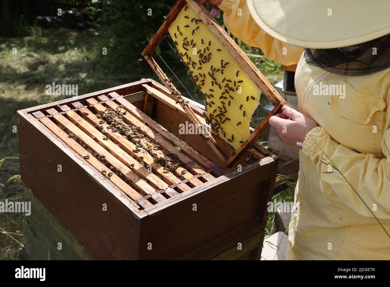 Jena, Germany. 10th June, 2022. Kerstin Schlegel, beekeeper ...