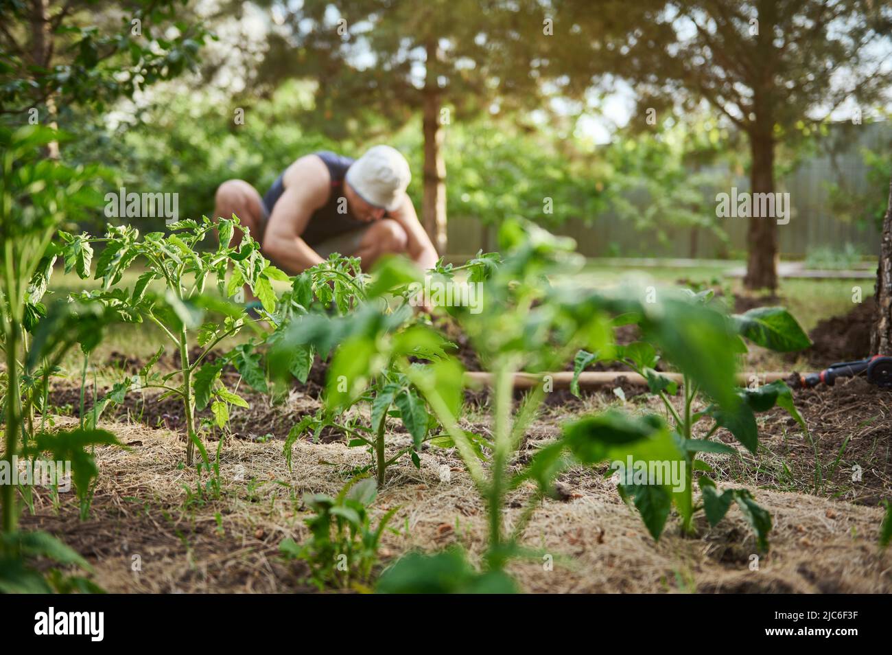 View through planted tomato seedlings to a blurred farmer planting ...