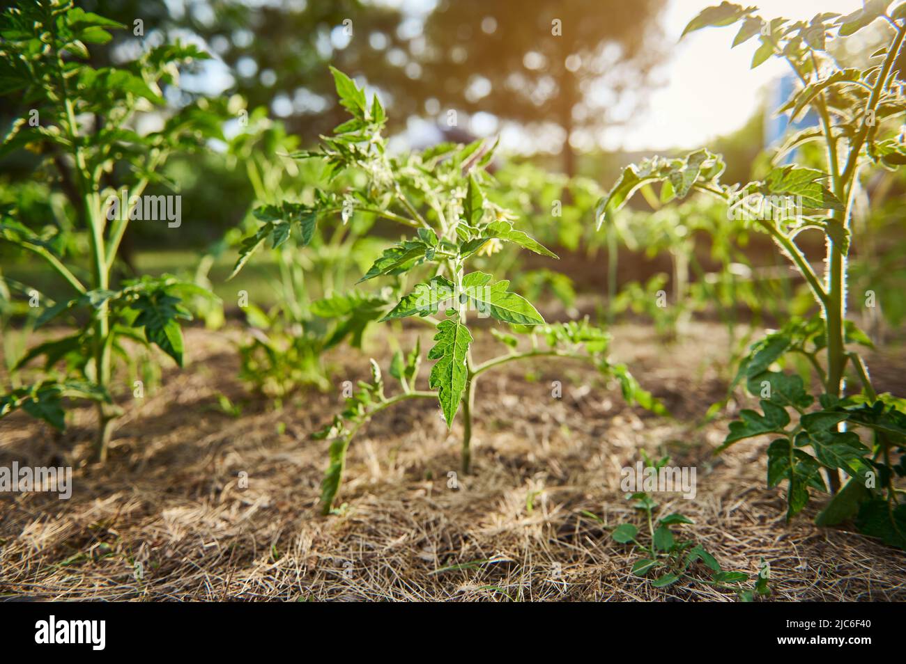 Planted tomato seedlings growing in the open ground of an eco-farm ...