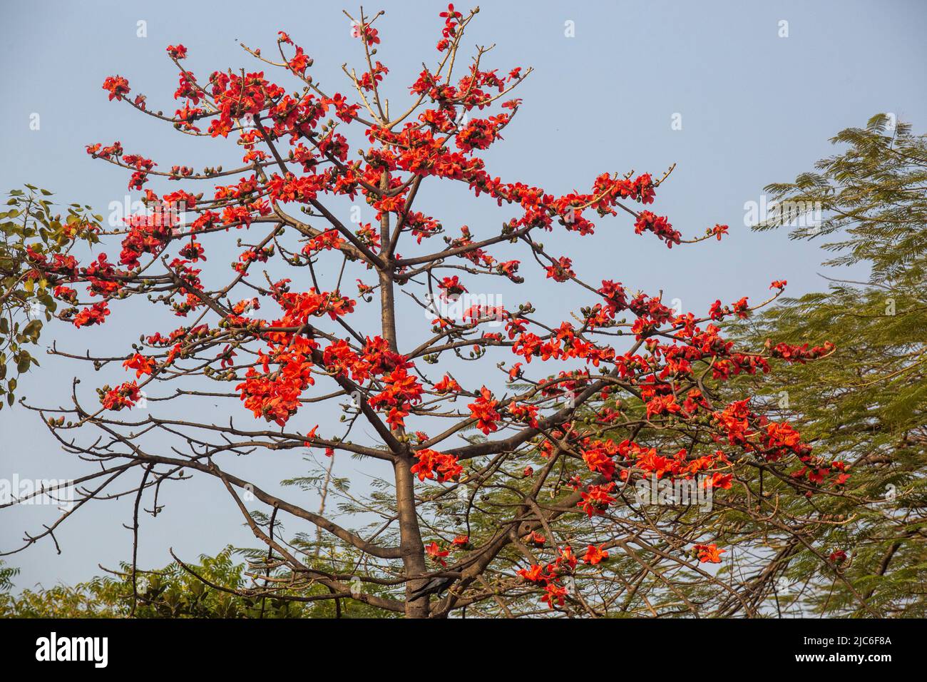 Silk Cotton also know as Bombax ceiba, Shimul Flower, spring flower in ...