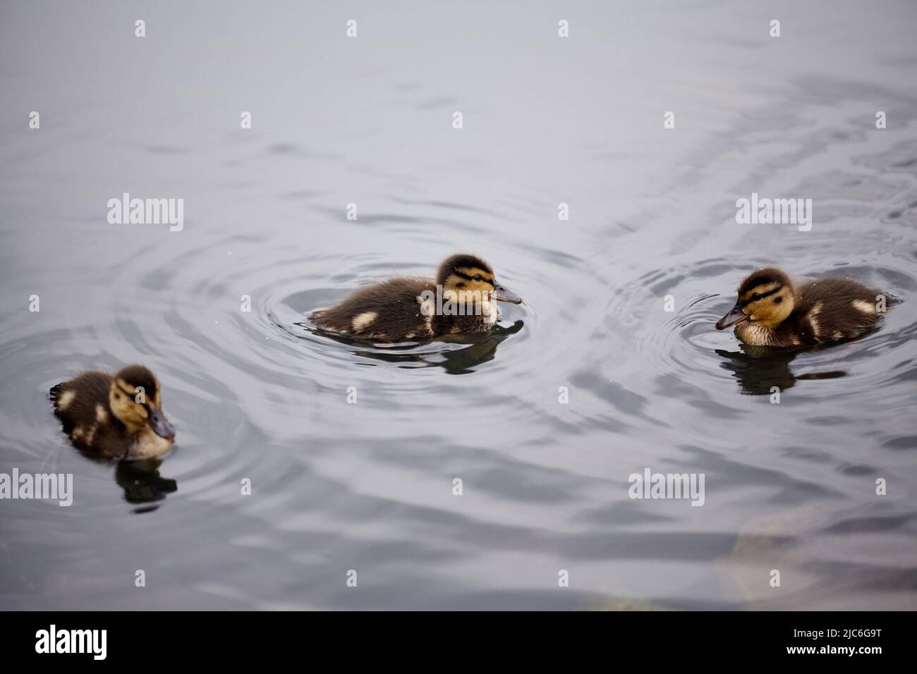 Three little ducklings swim in lake. Mallard bathing Stock Photo - Alamy