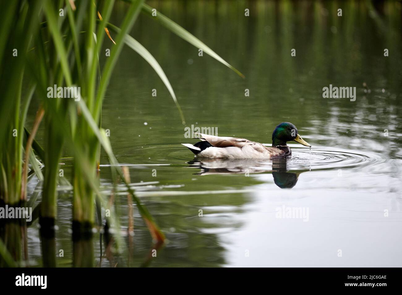 A male mallard takes an early spring swim Stock Photo - Alamy