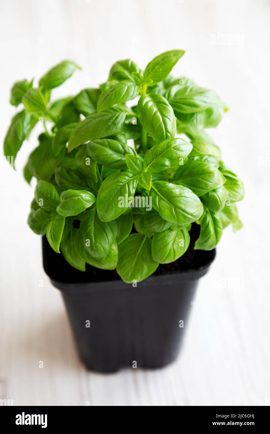 Raw Green Basil Plant, side view Stock Photo - Alamy