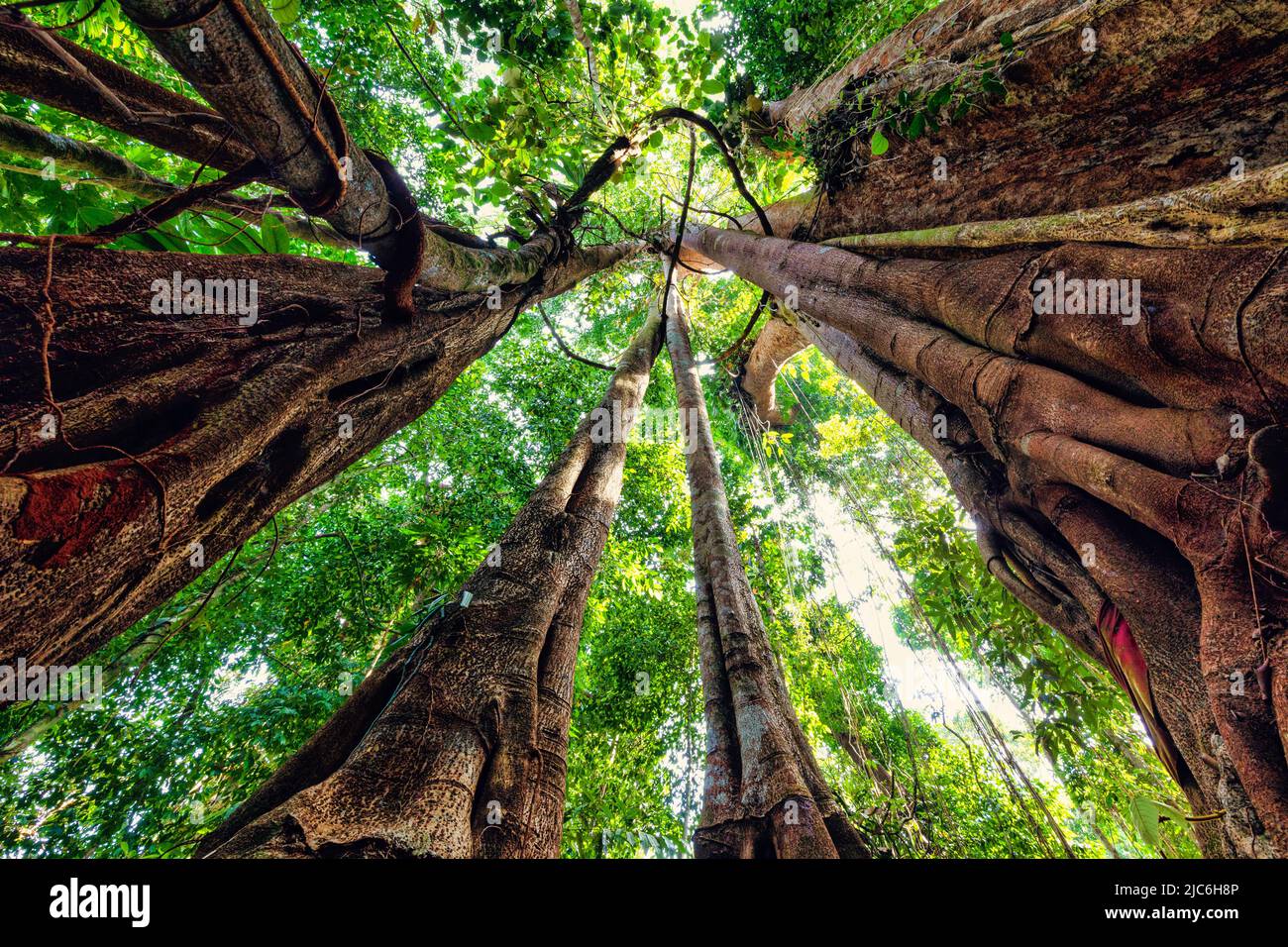 Dynamic wide angle view inside a huge fig tree of a tropical rainforest ...