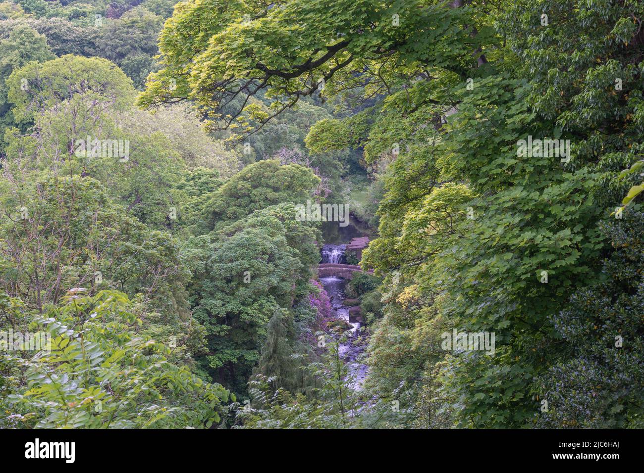 View towards Jesmond Dene waterfall and bridge from the vantage point ...