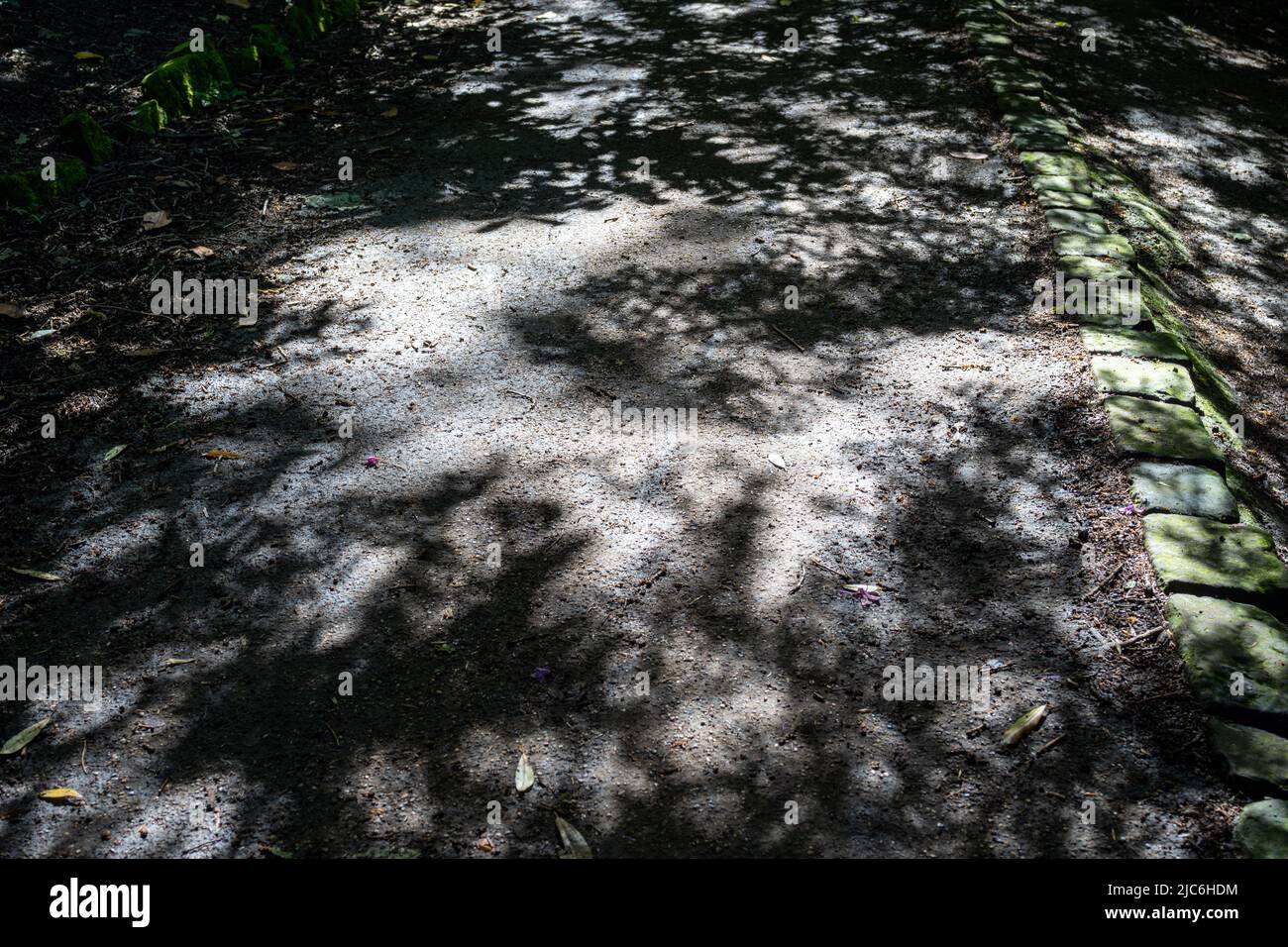 Dramatic shadows cast under foliage on a sunny day. Dappled shade ...