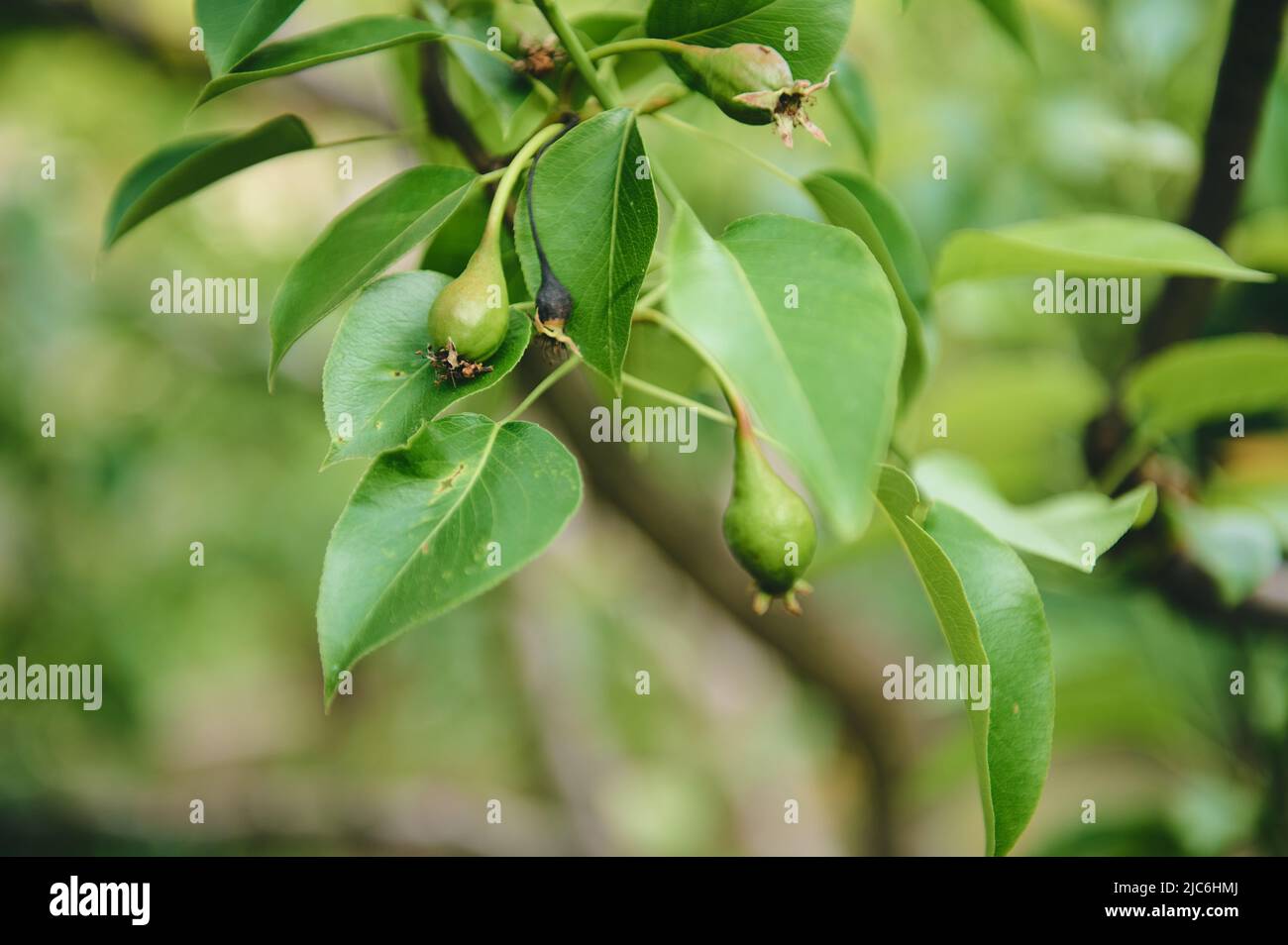 Family apple and pear tree hi-res stock photography and images - Alamy
