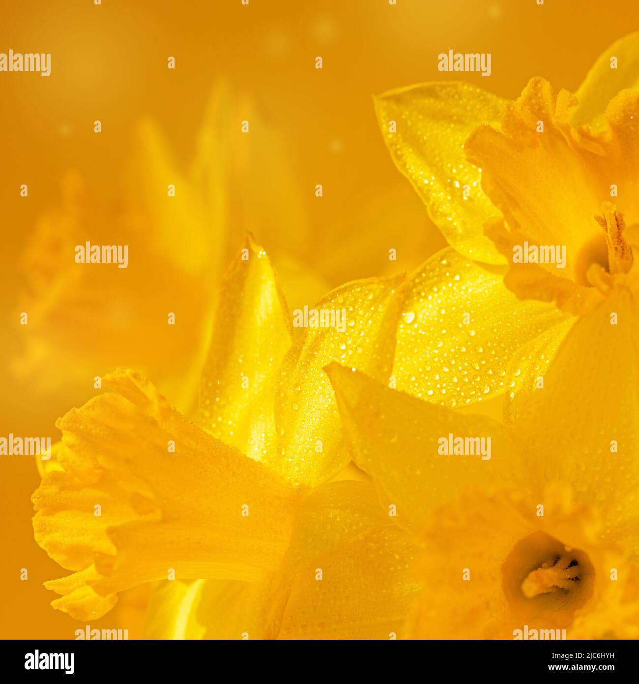 Beautiful Panoramic Spring Nature background with Daffodil Flowers ...