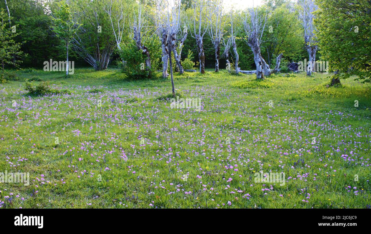 Nåtö, Lemland, Åland Stock Photo - Alamy