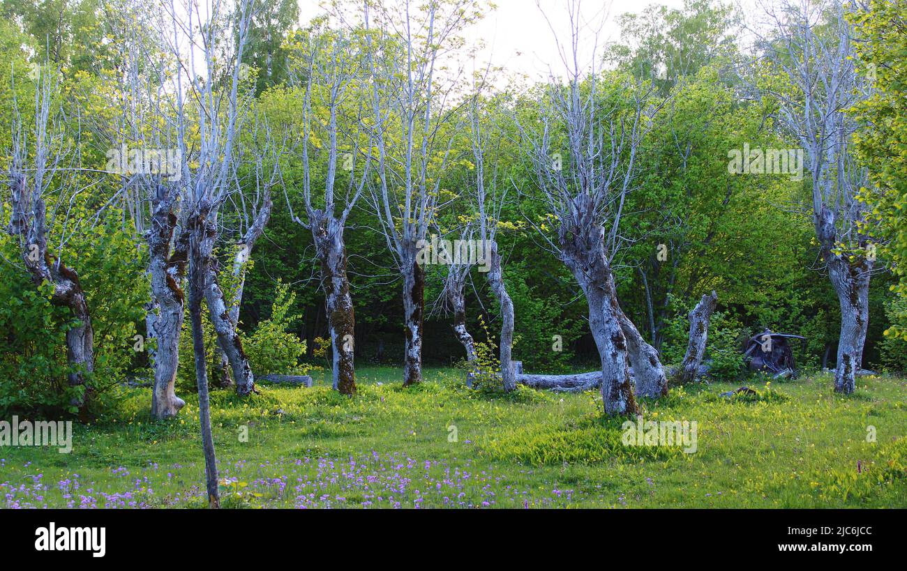 Nåtö, Lemland, Åland Stock Photo - Alamy