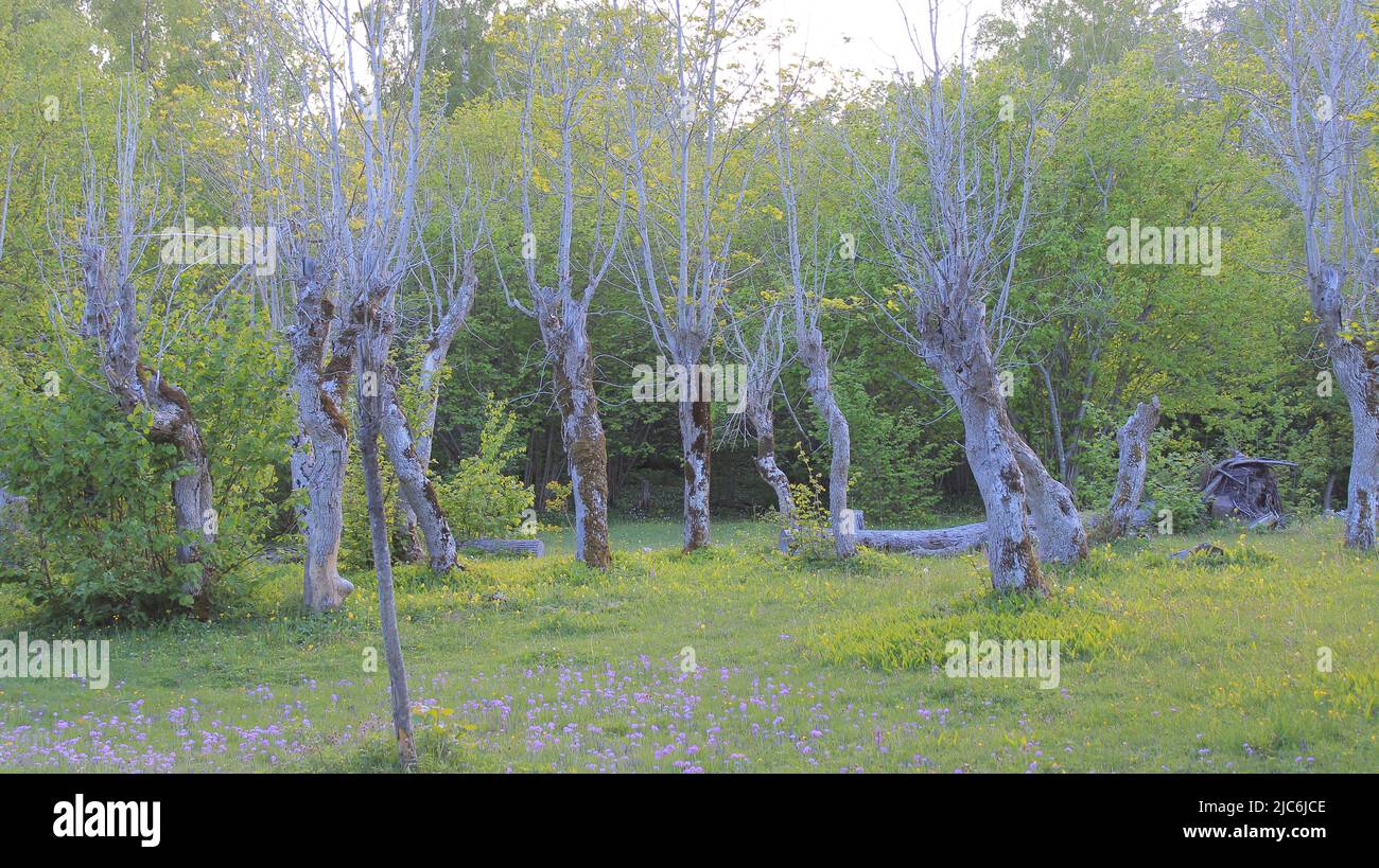 Nåtö, Lemland, Åland Stock Photo - Alamy