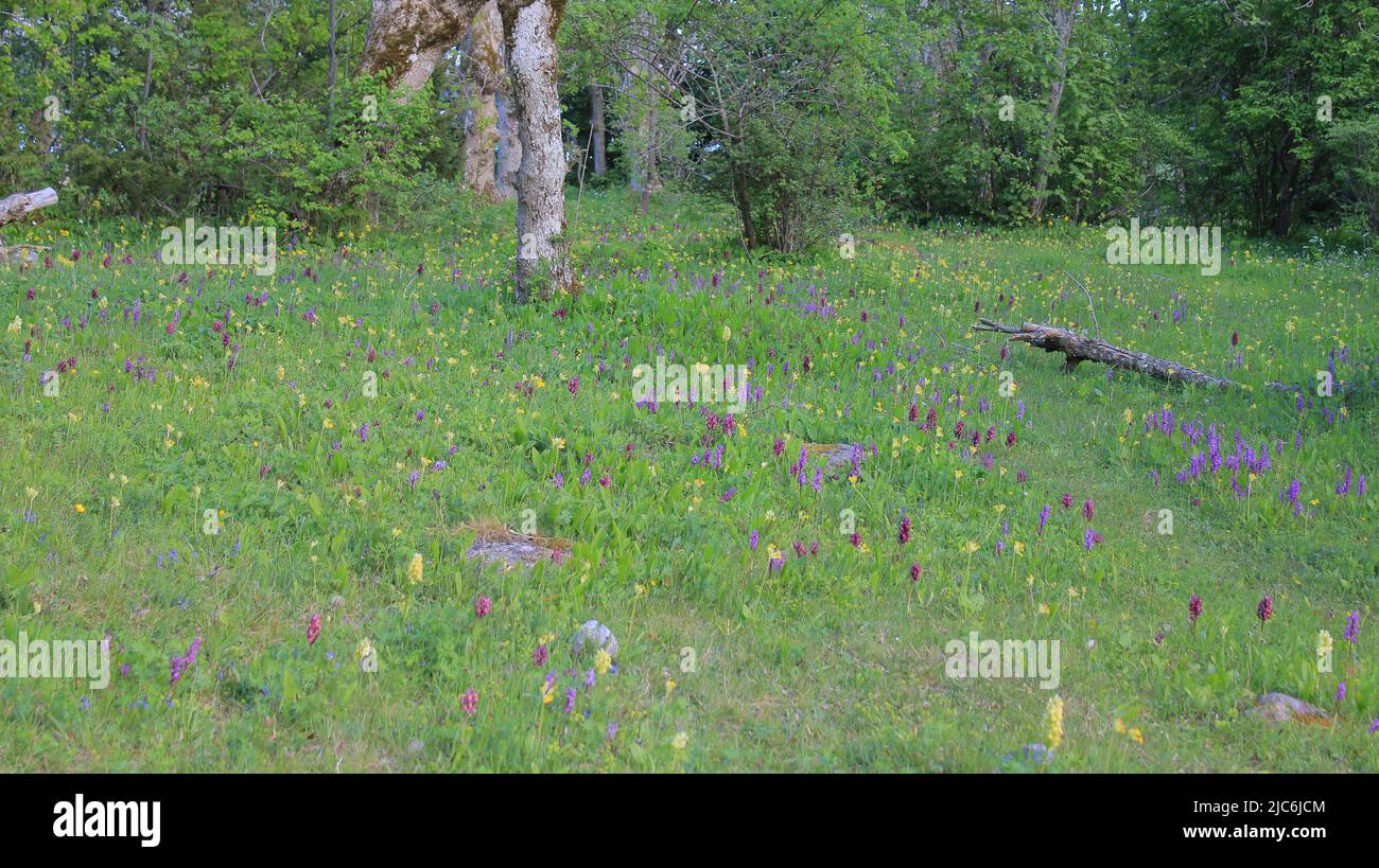 Nåtö, Lemland, Åland Stock Photo - Alamy