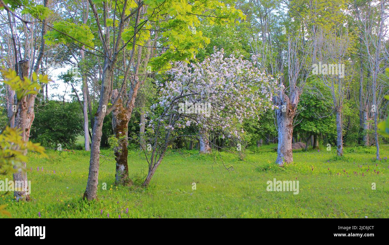 Nåtö, Lemland, Åland Stock Photo - Alamy