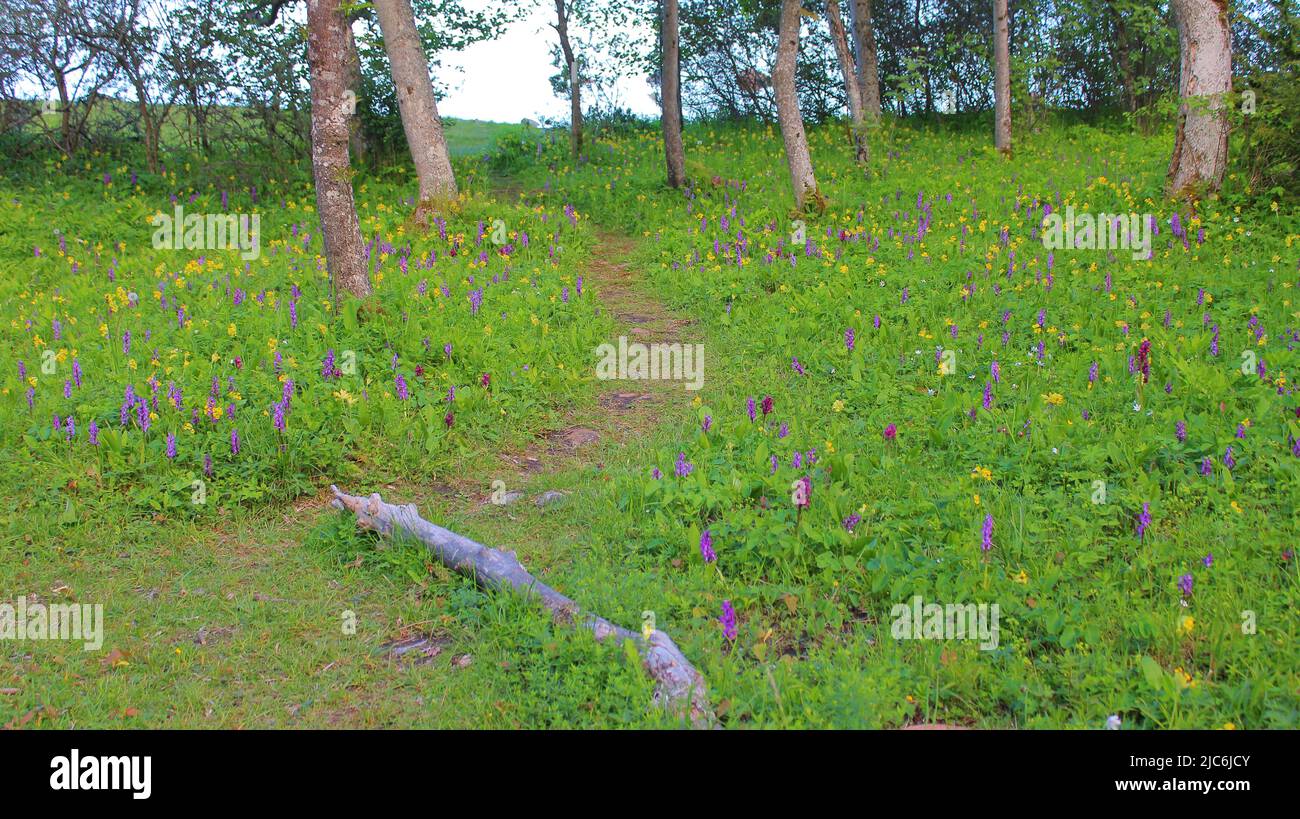 Nåtö, Lemland, Åland Stock Photo - Alamy