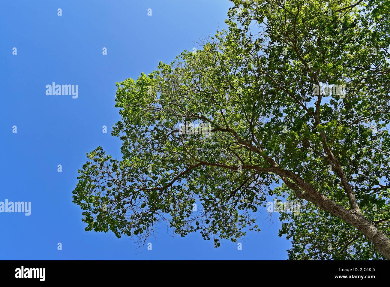 Blue sky rainforest hi-res stock photography and images - Alamy