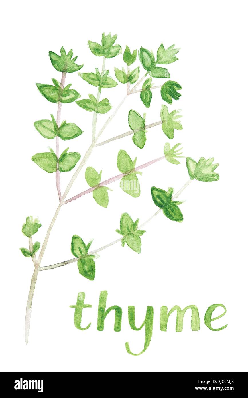 Thyme. Watercolor bunch of fresh organic garden herbs. Greens leaf growing from ground. Set of ...