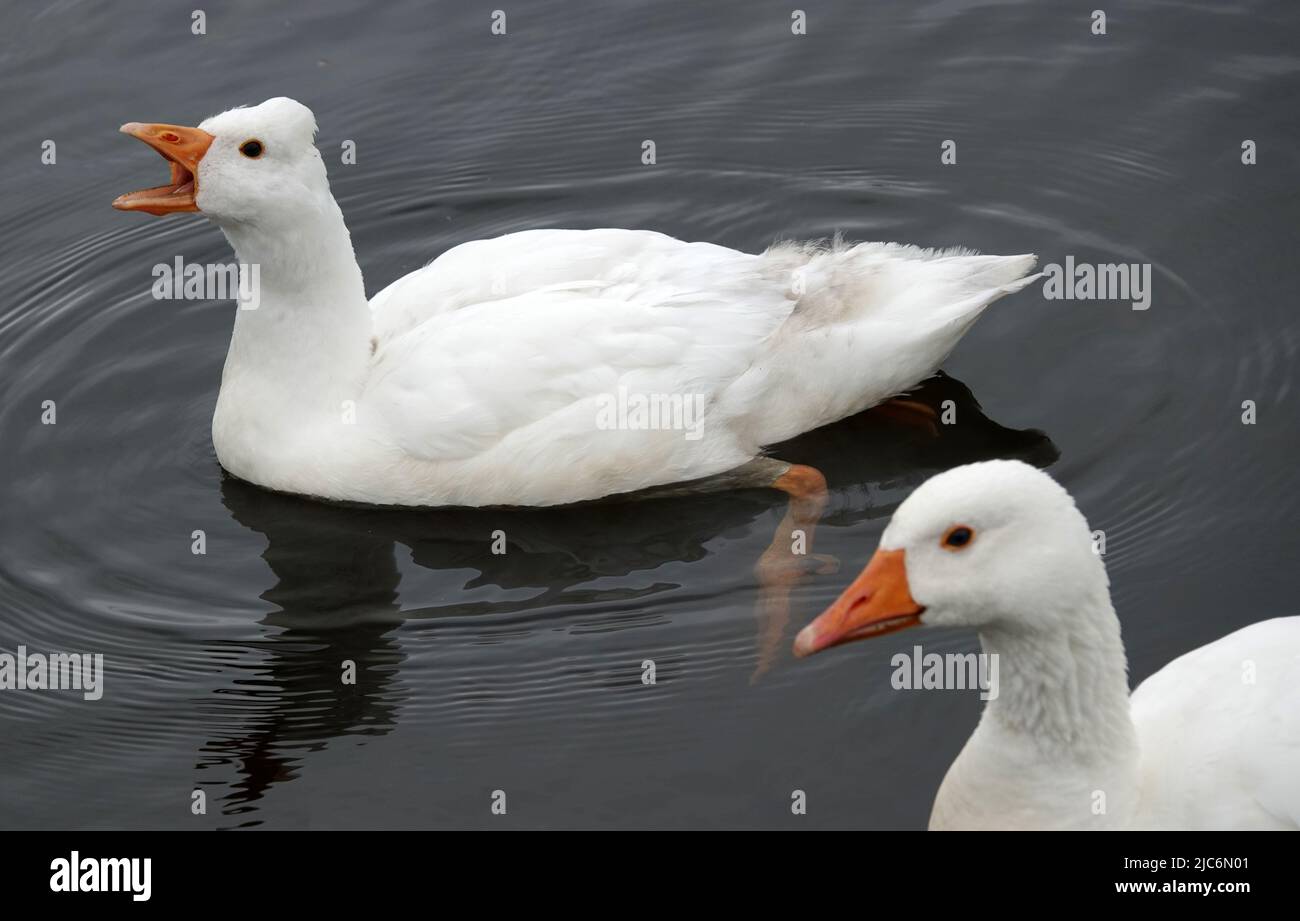A Dutch white duck quacking. In front is the head of a white goose ...
