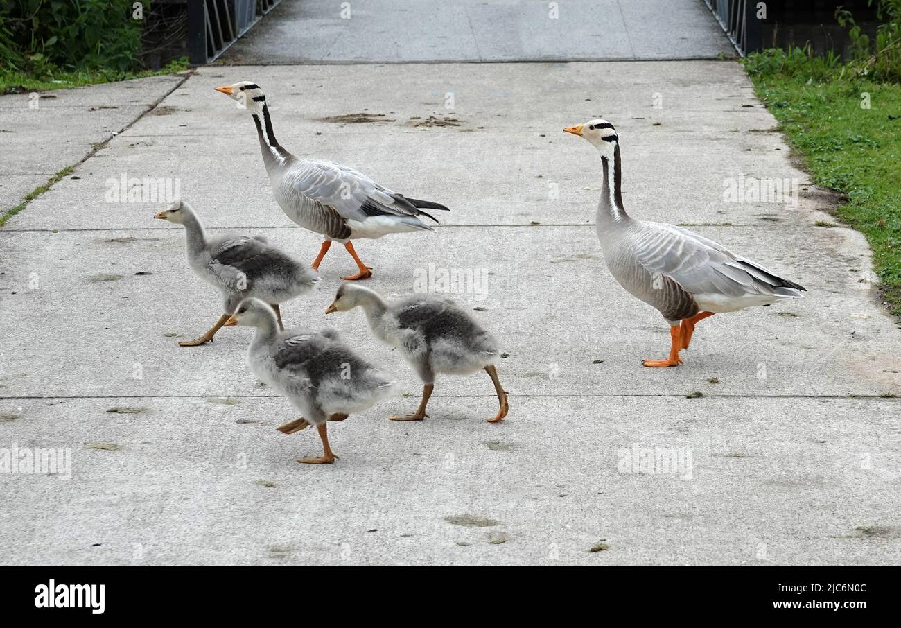 Family goose crosses the pedestrian path. Father, mother and three ...