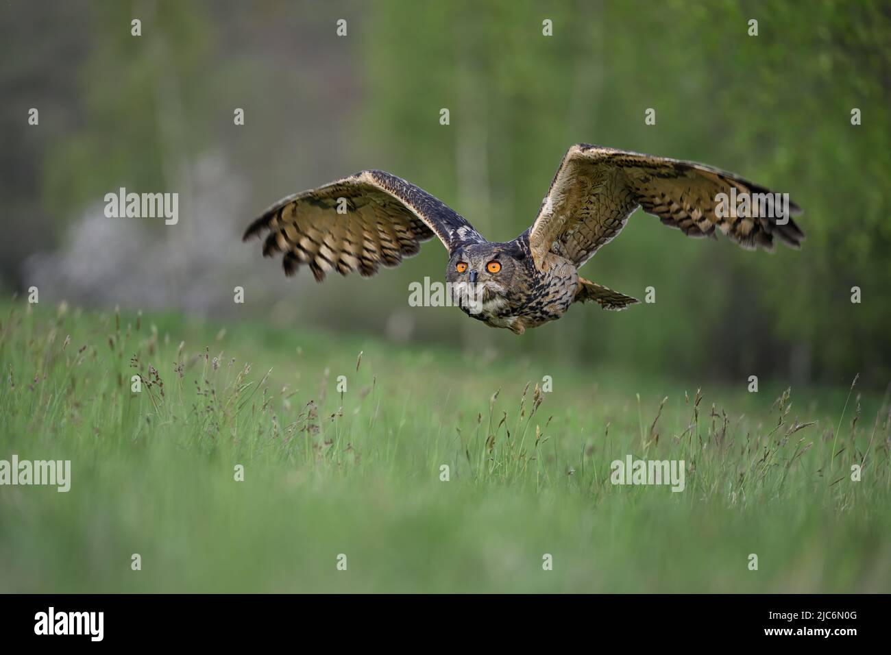 The great eagle owl flies among the trees Stock Photo - Alamy