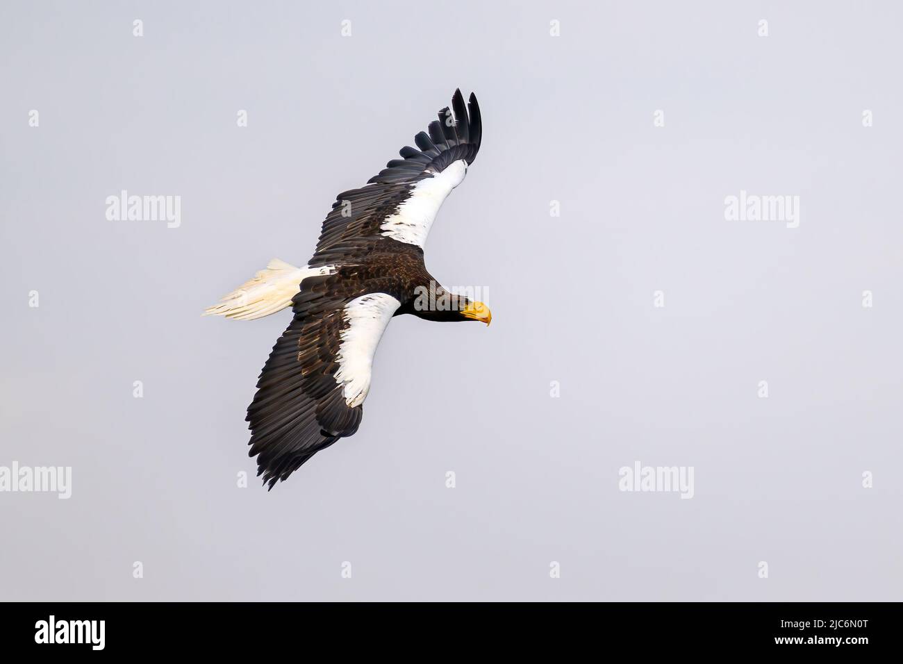 Kamchatka falcon hi-res stock photography and images - Alamy