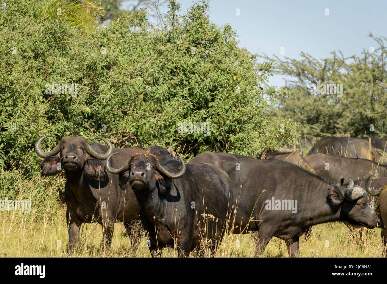 Subsaharan bovine hi-res stock photography and images - Alamy