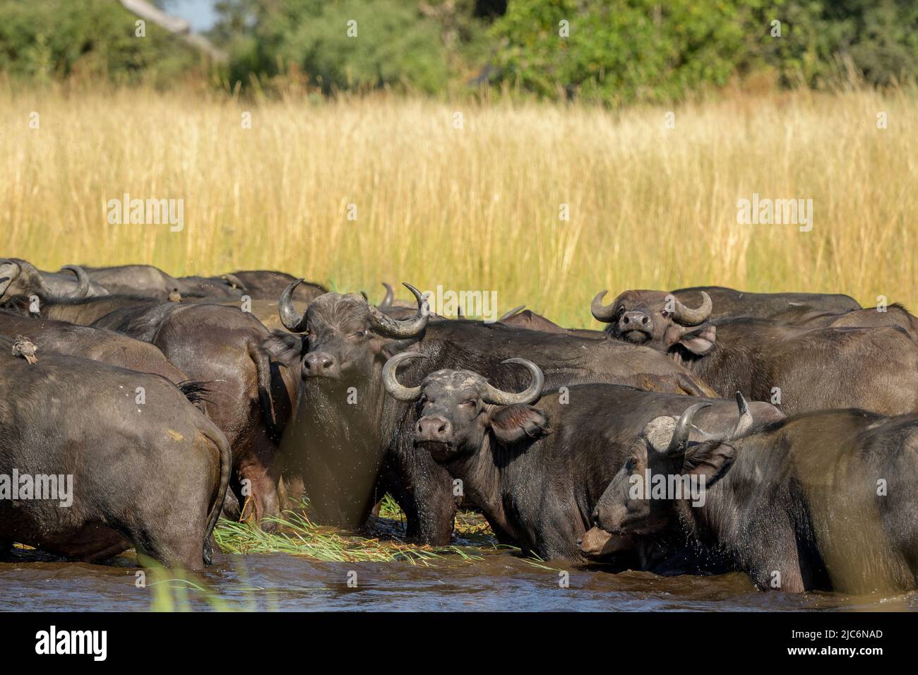 African buffalo (Syncerus caffer Stock Photo - Alamy